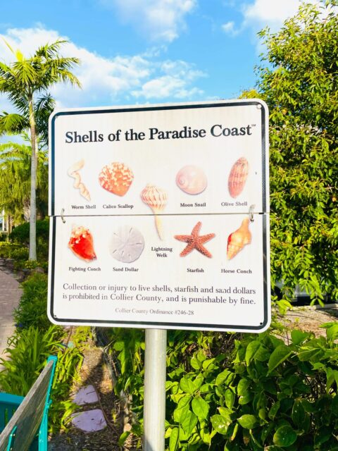 The 12 Best Shelling Beaches in Florida | Travel With A Plan
