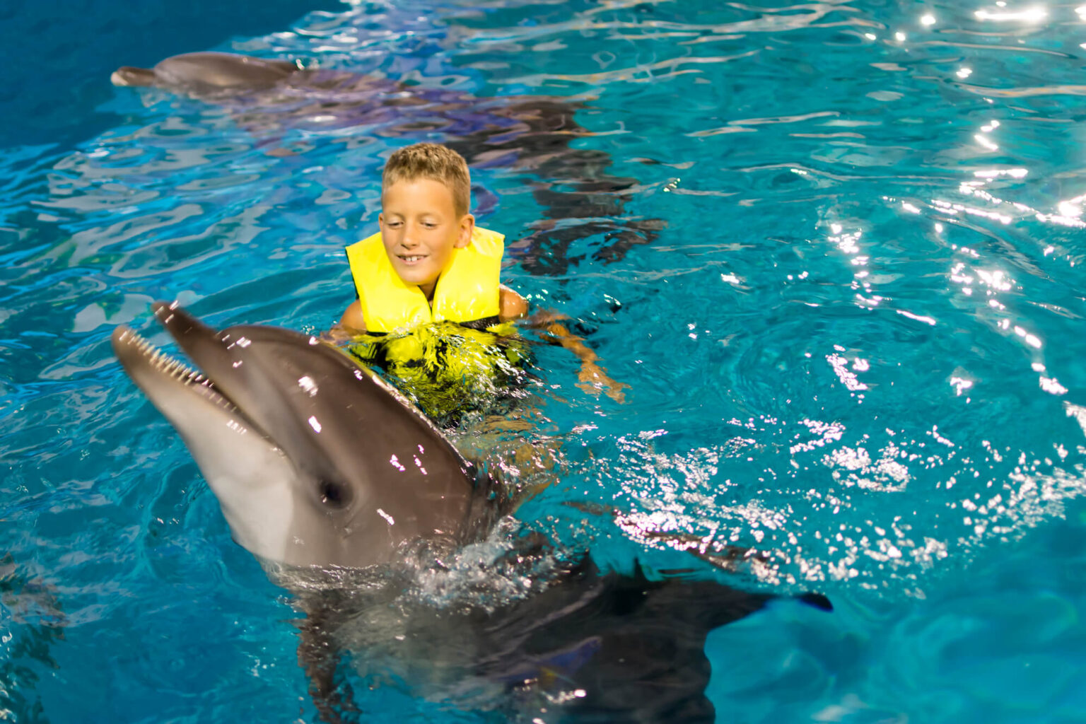 Where to Swim with Dolphins in Florida {15 Best Experiences!}