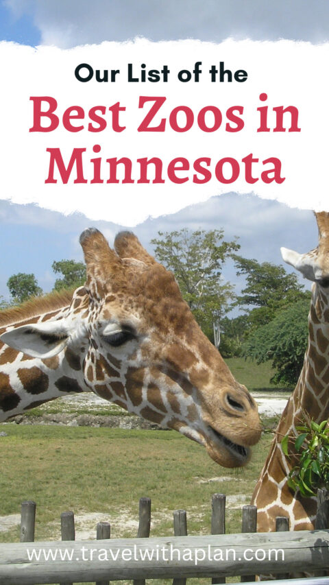 The Best Zoos in Minnesota for Fun & Unique Animal Encounters